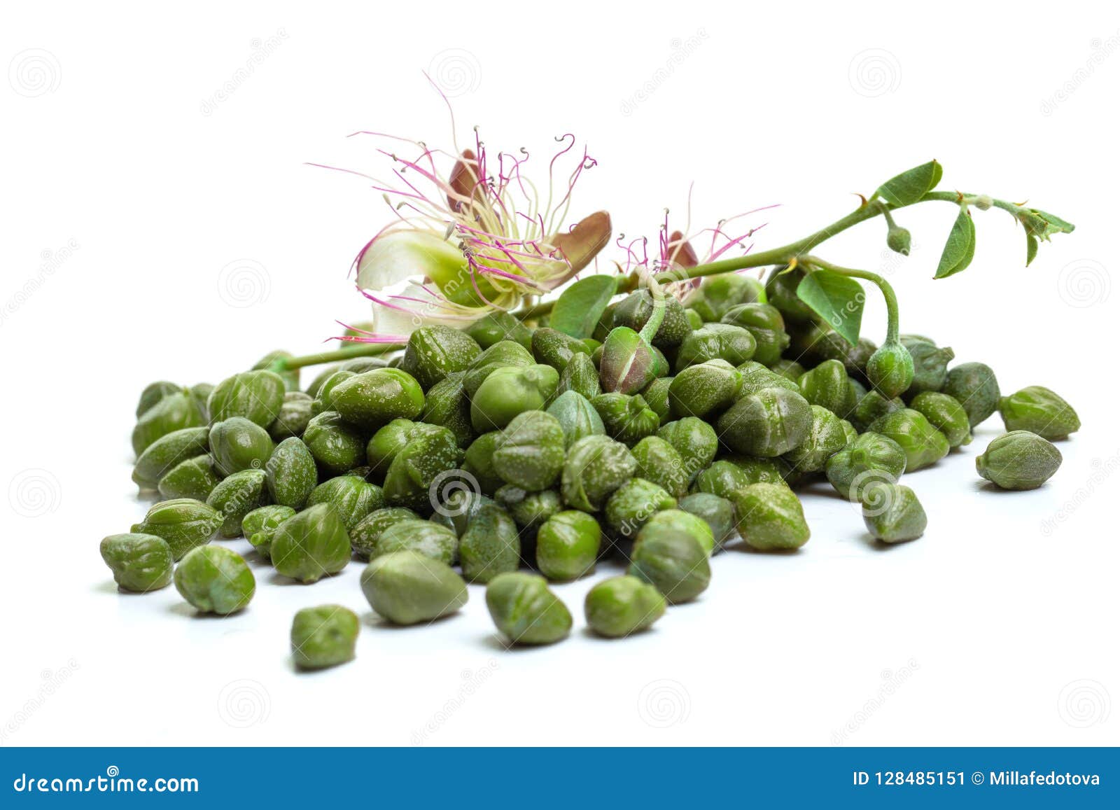 Caper with Green Leaves and Capers Flower Stock Image - Image of salty ...