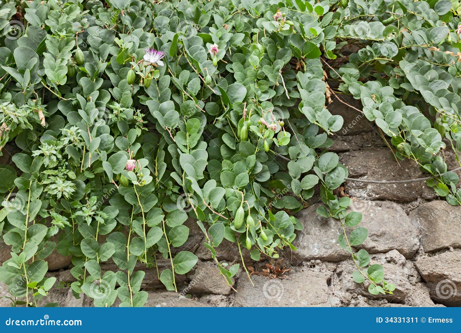 Caper plant on the wall stock image. Image of caper, flower - 34331311