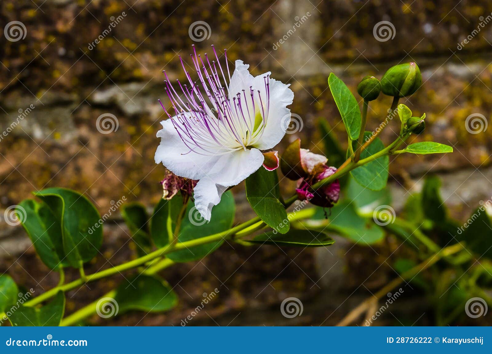 Capers flower stock photo. Image of ower, gastronomy - 28726222