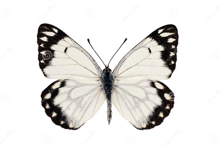 Caper White Butterfly stock image. Image of beautiful - 18265017