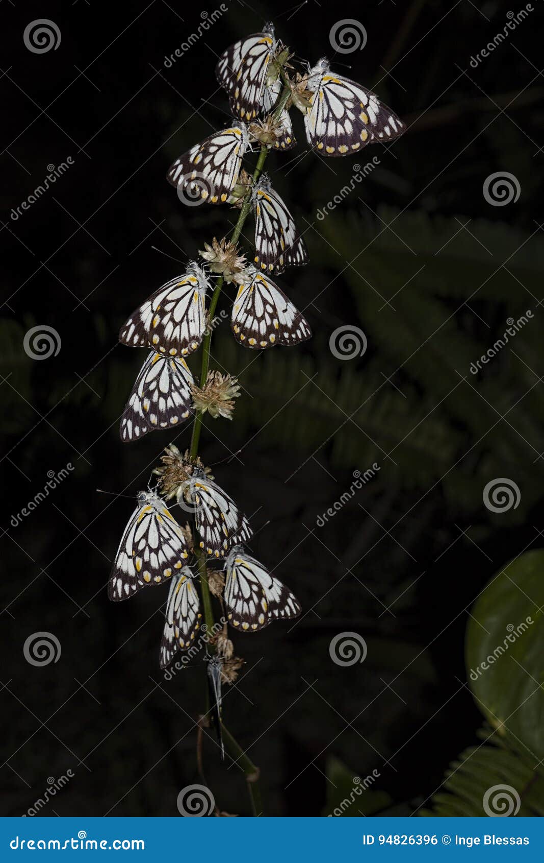 Caper White Butterfly at Night Stock Photo - Image of australia, pale ...