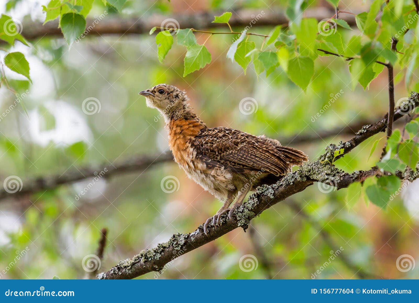 Capercaillie Chick Sitting on a Tree Branch Stock Photo - Image of life ...