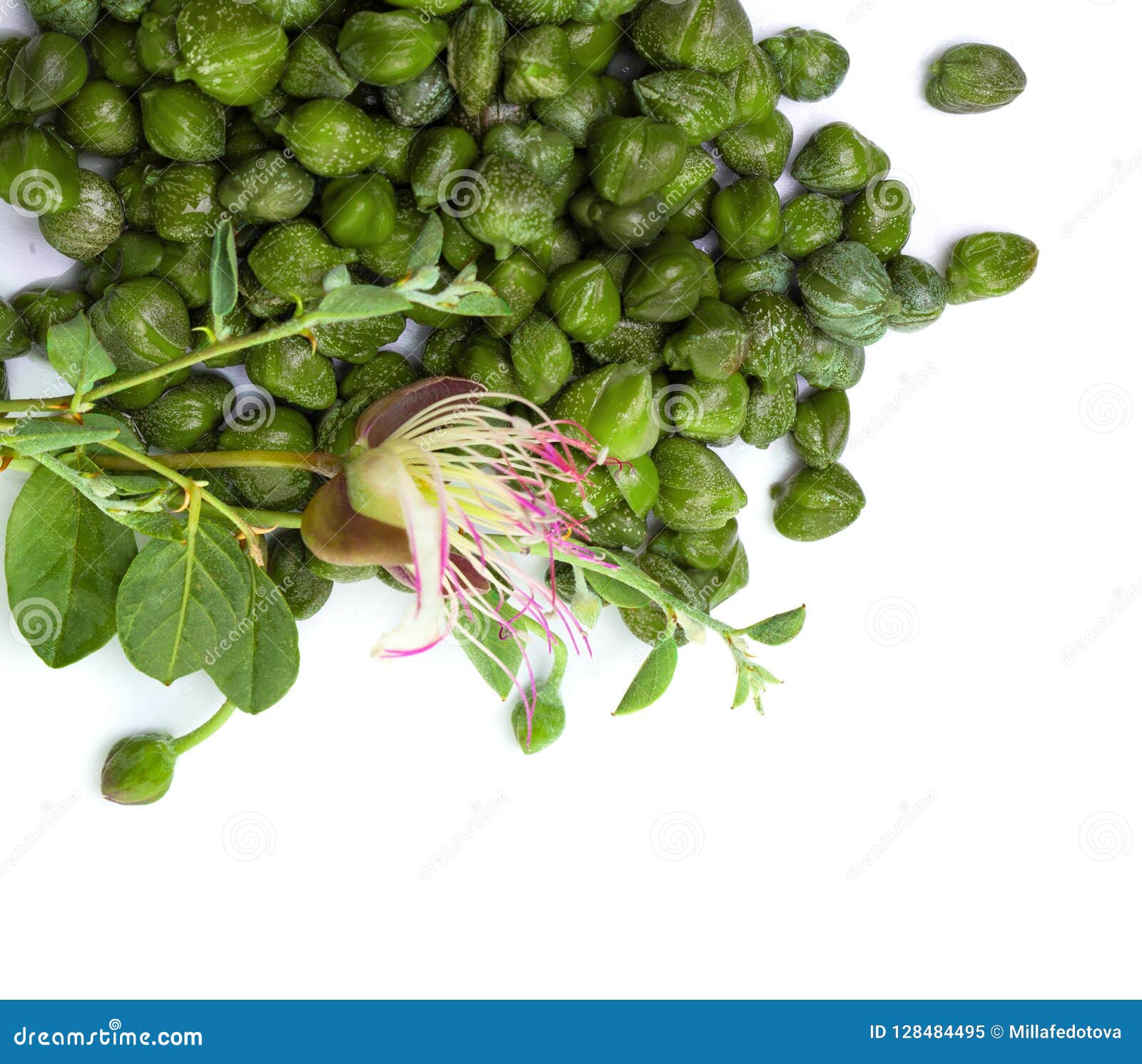 Capers with Green Leaves and Flower on White Stock Image - Image of ...