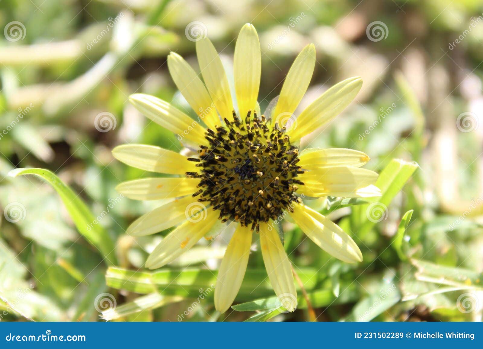 Capeweed yellow flower stock image. Image of flower - 231502289