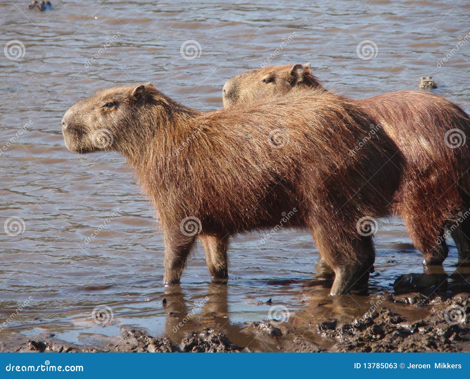 Capibara stock image. Image of sunbath, capivara, capibara - 13785063