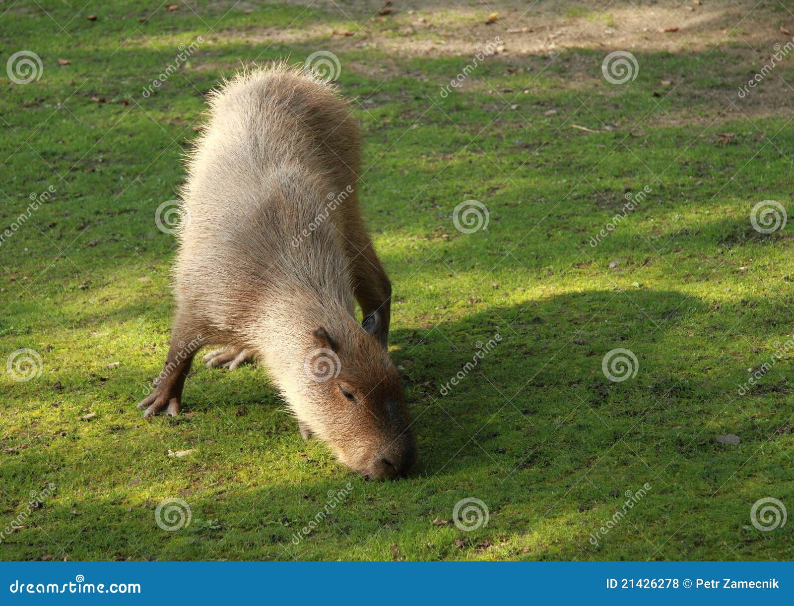 Capybara stock photo. Image of green, stand, capibara - 21426278
