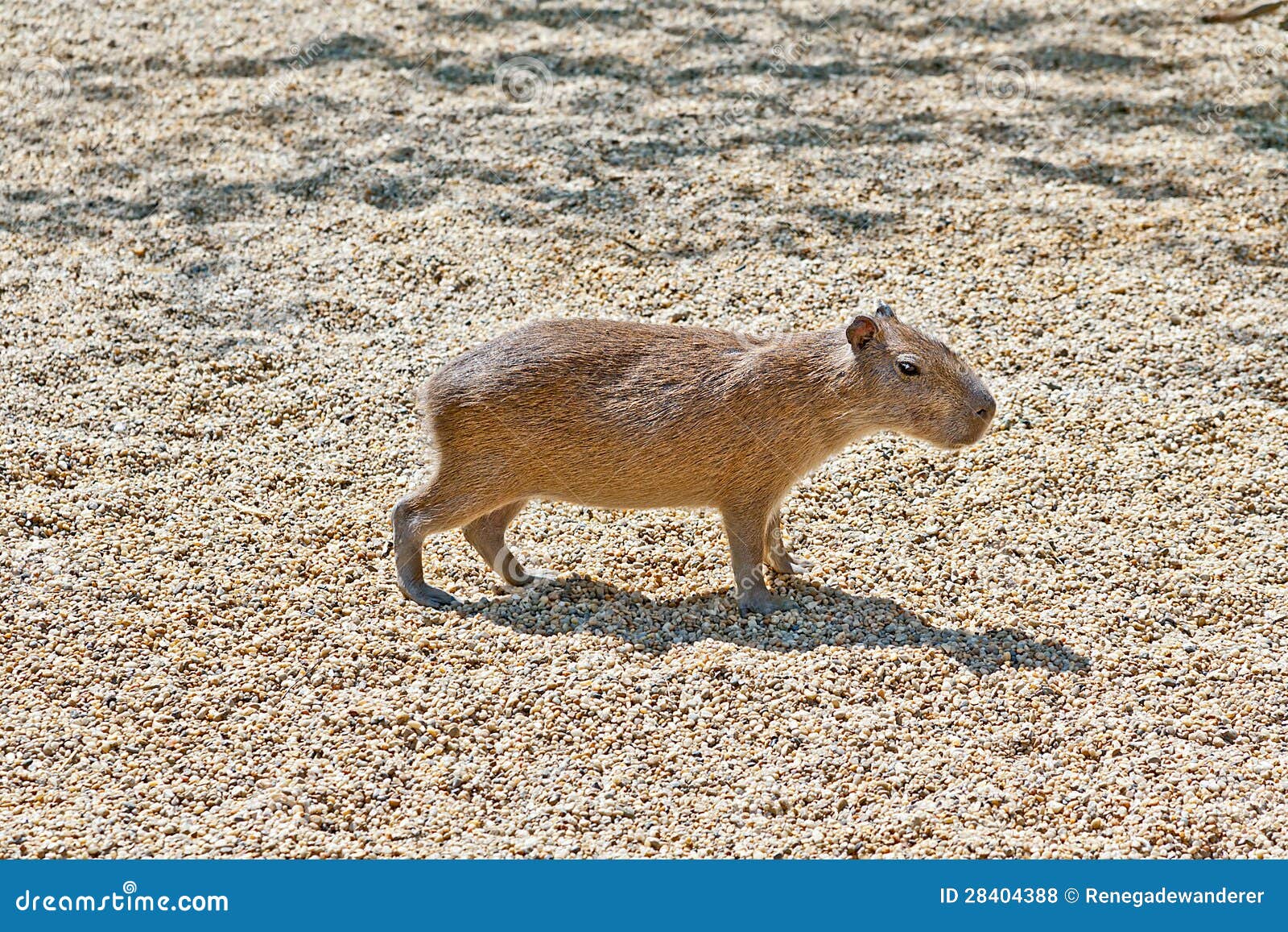 Capibara foto de archivo. Imagen de agua, lindo, america - 28404388