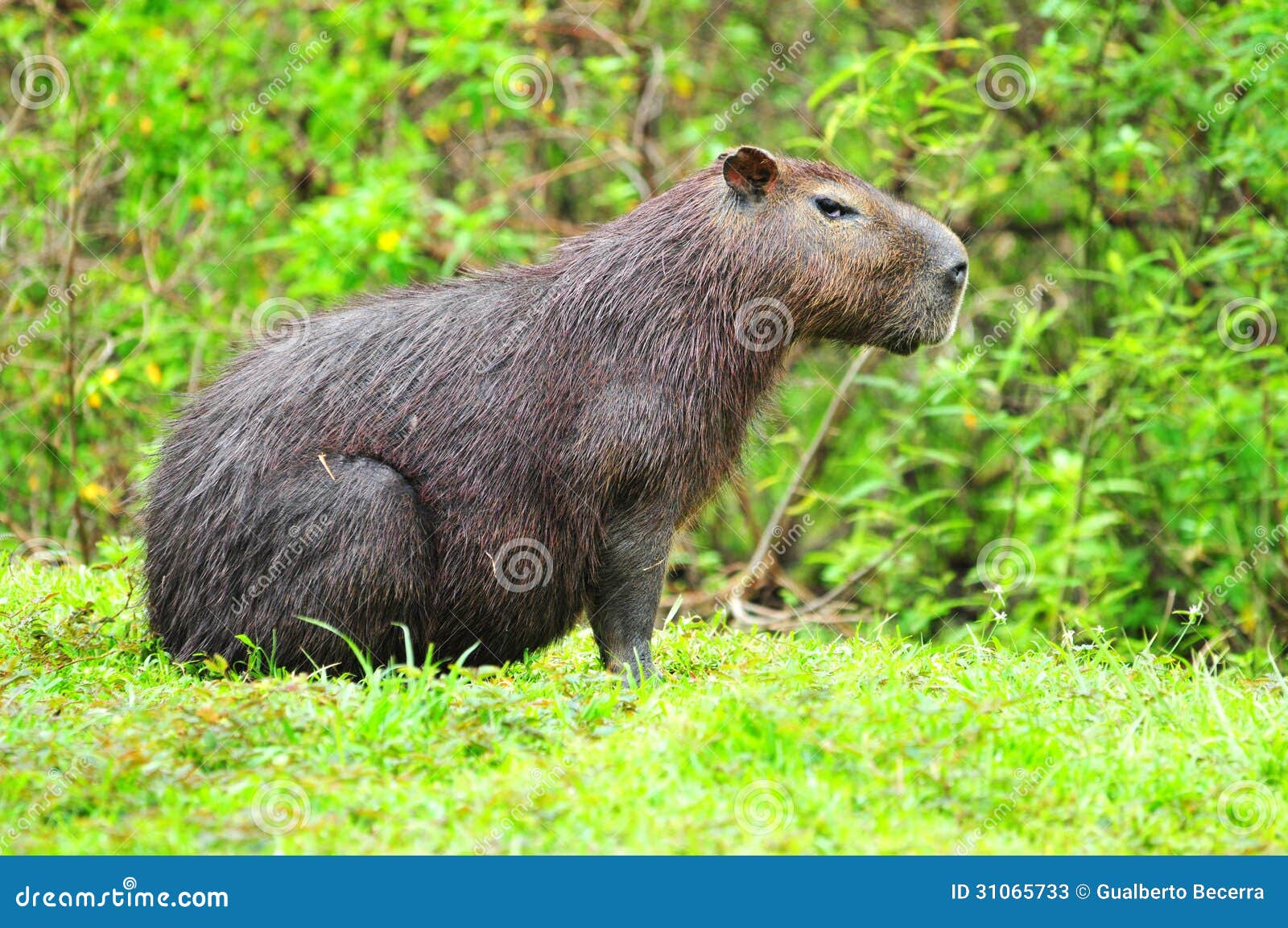 Capibara imagen de archivo. Imagen de roedor, cerdo, vida - 31065733