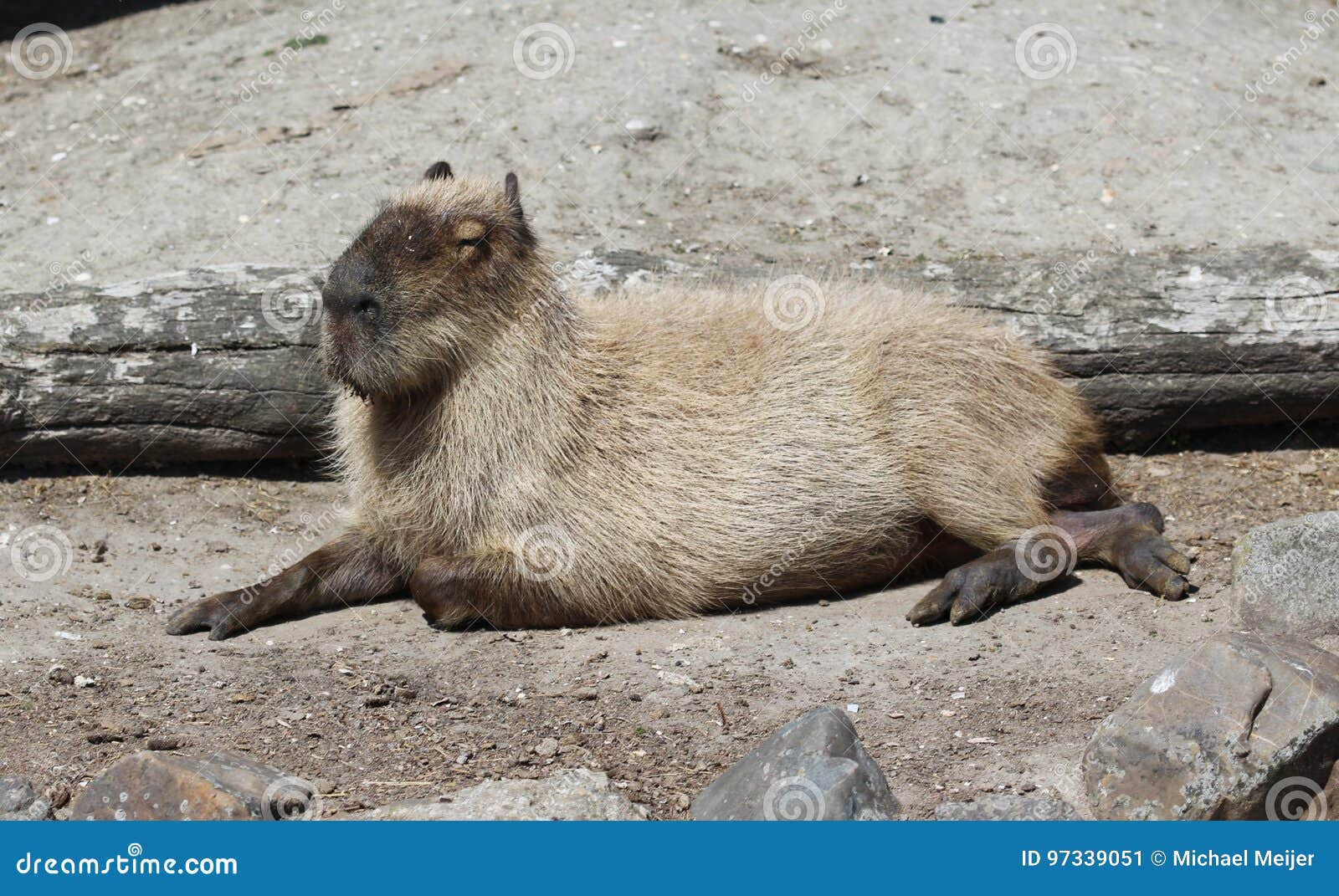 Capibara imagen de archivo. Imagen de familia, cerdo - 97339051