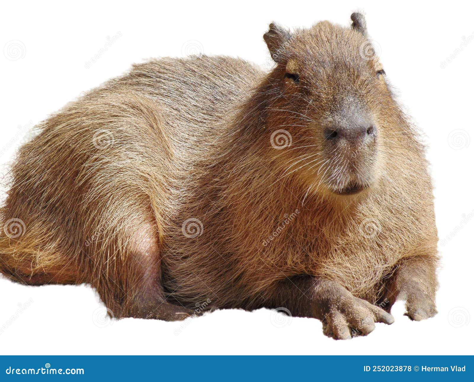 Capibara Aislado De Fondo Blanco Foto de archivo - Imagen de blanco ...