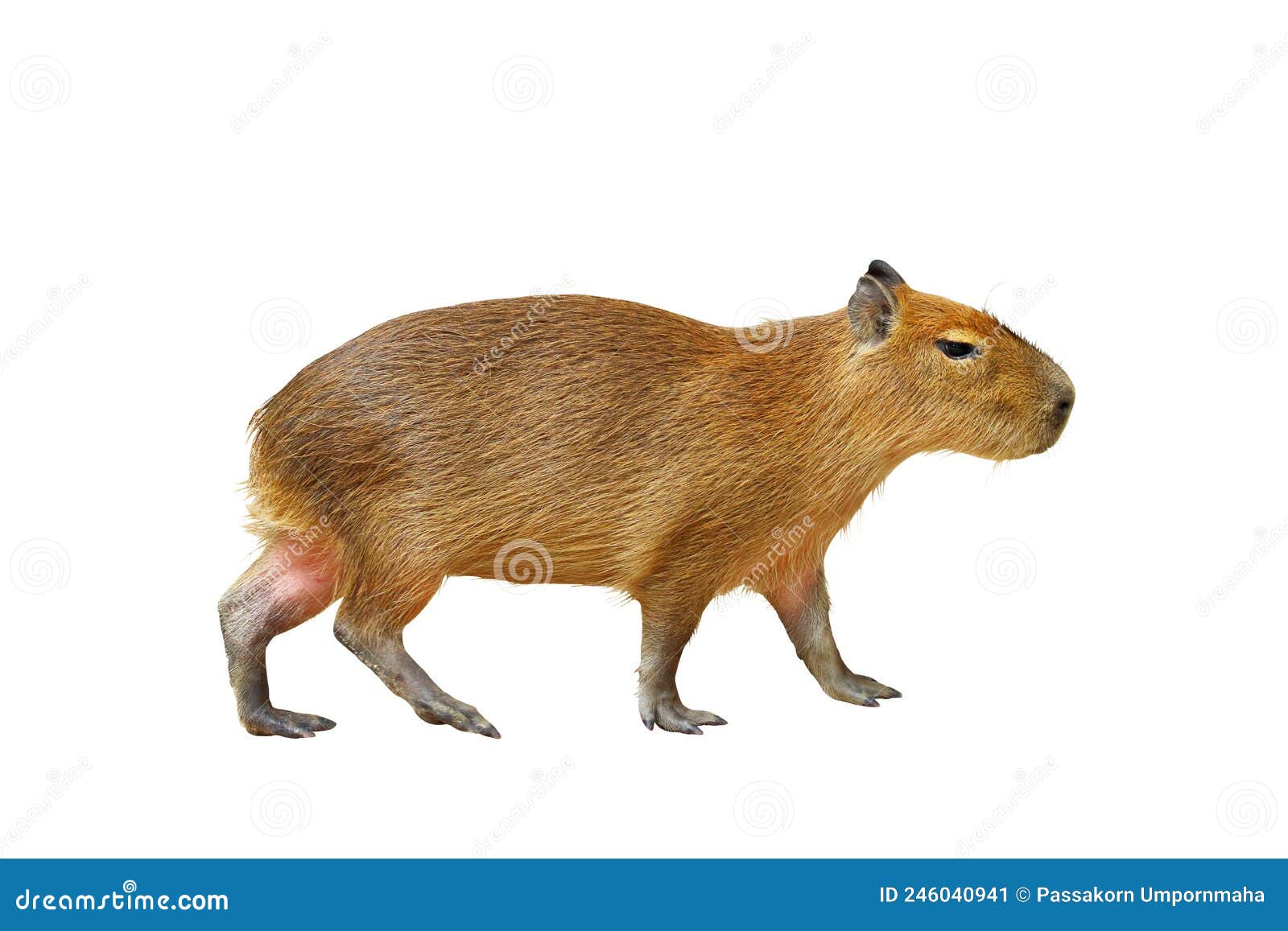 Capibara Aislado De Fondo Blanco. Imagen de archivo - Imagen de verano ...