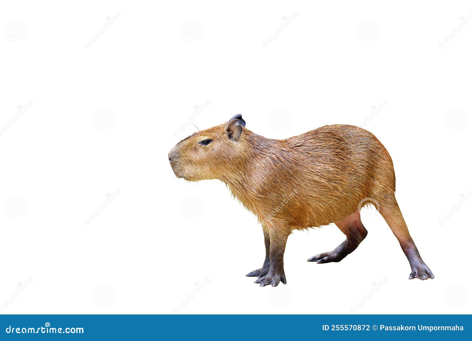 Capibara Aislado De Fondo Blanco. Foto de archivo - Imagen de standing ... Capibara Aislado De Fondo Blanco. Foto de archivo - Imagen de standing ...