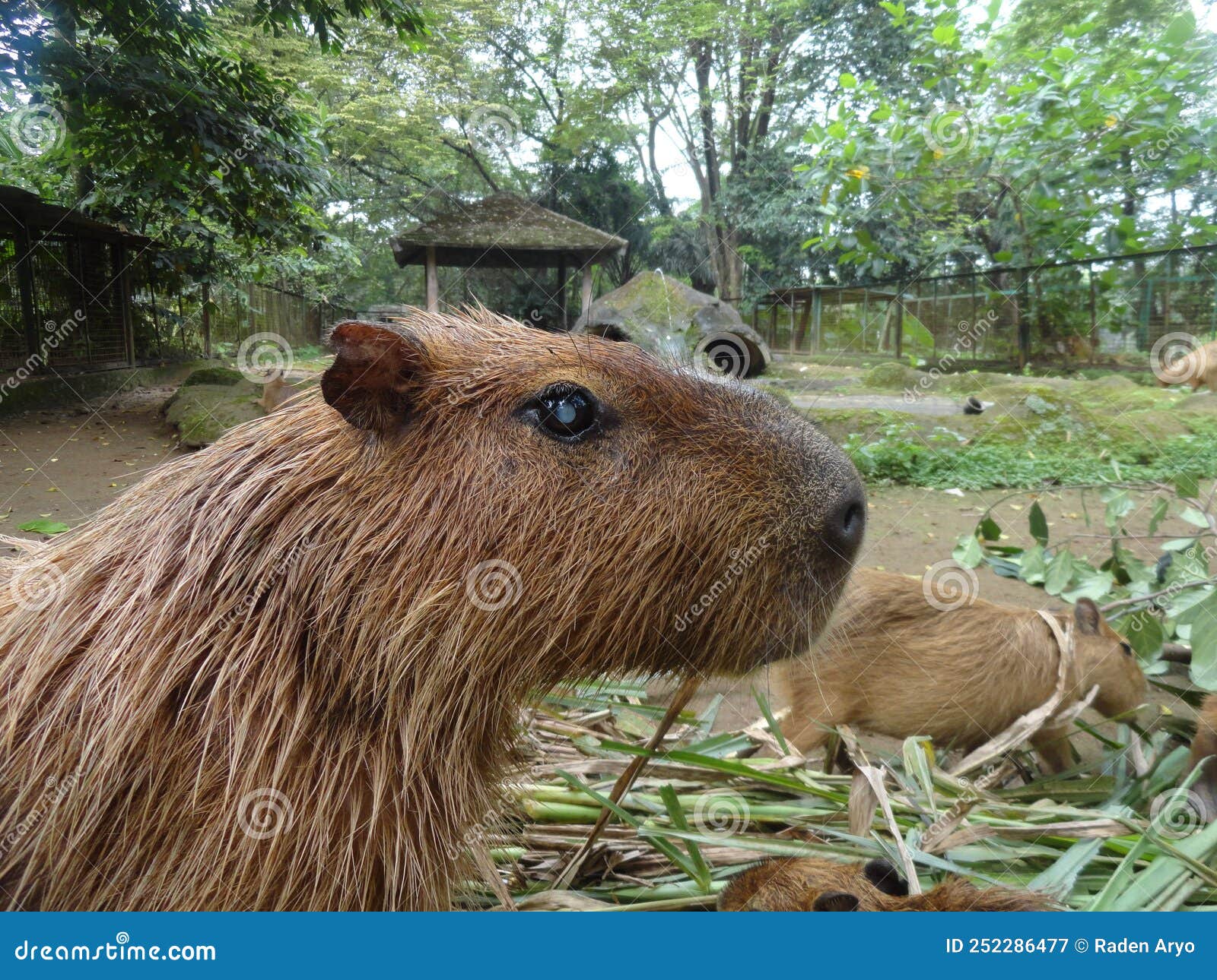 Capibara Animals Having Lunch at the Zoo Stock Image - Image of animals ...