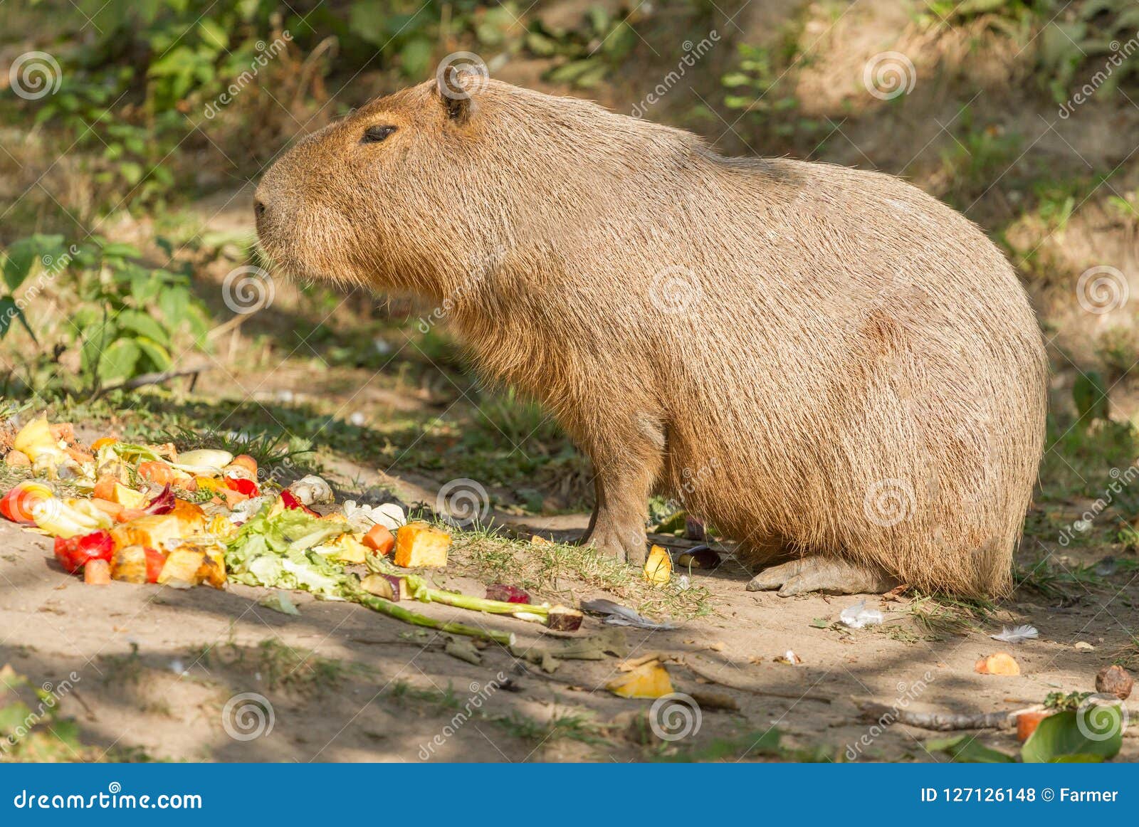 Capibara Large Rodent Eating Stock Photo - Image of mammal ...