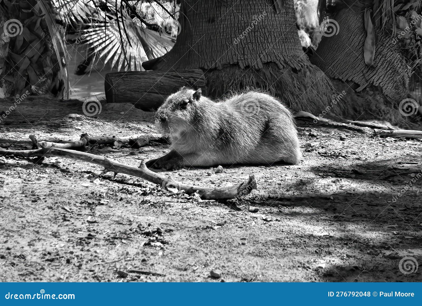 Capibara Largest Rodent on Earth Black and White Stock Photo - Image of ...