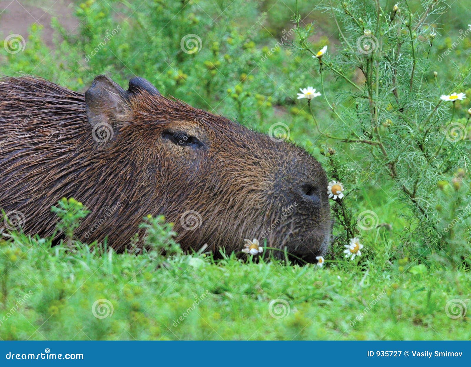 Capibara Le Plus Grand Rat Au Sol Image stock - Image du animal, odeur ...