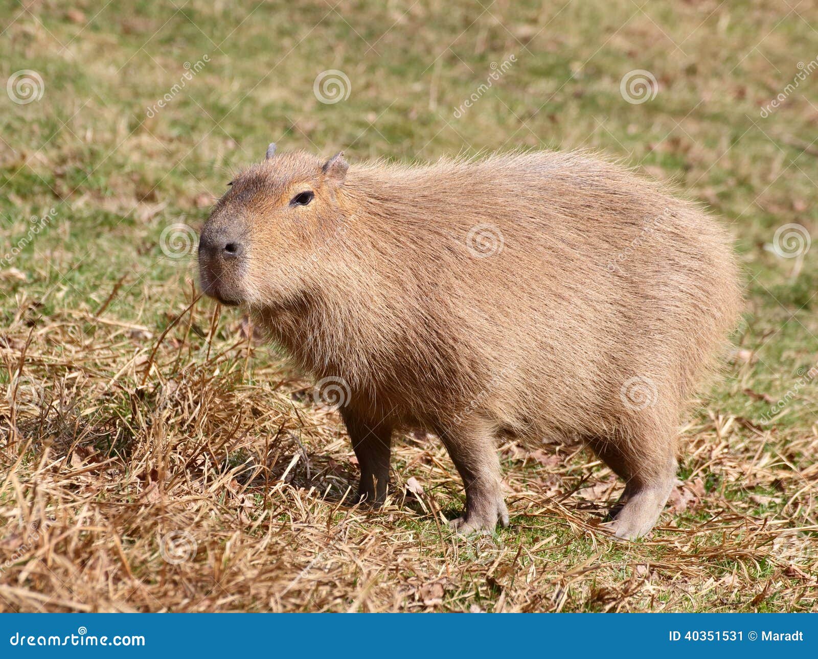 Capibara on pasture stock image. Image of grass, fauna - 40351531