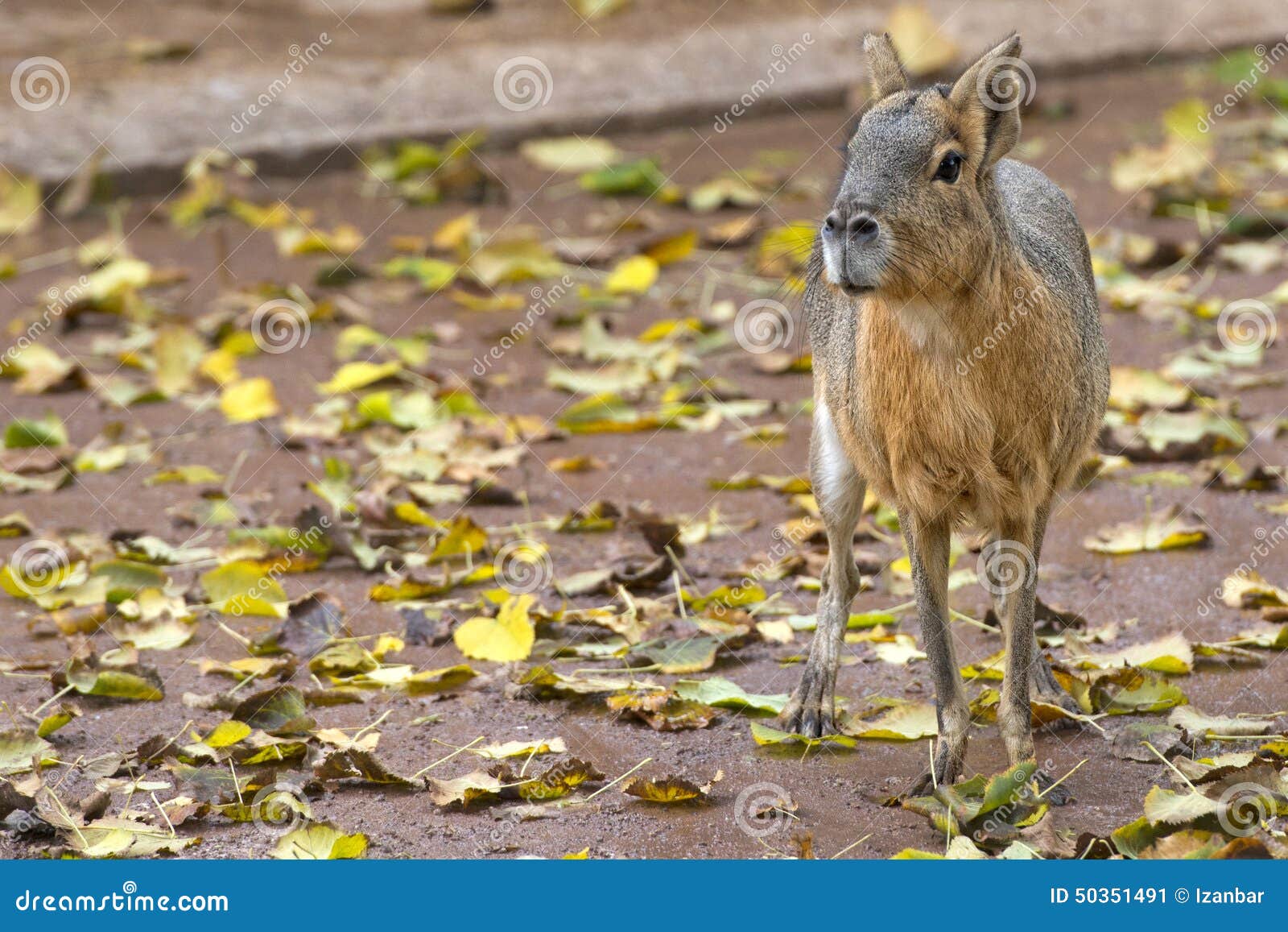 Capibara stock image. Image of herbivore, grand, hydrochoerus - 50351491