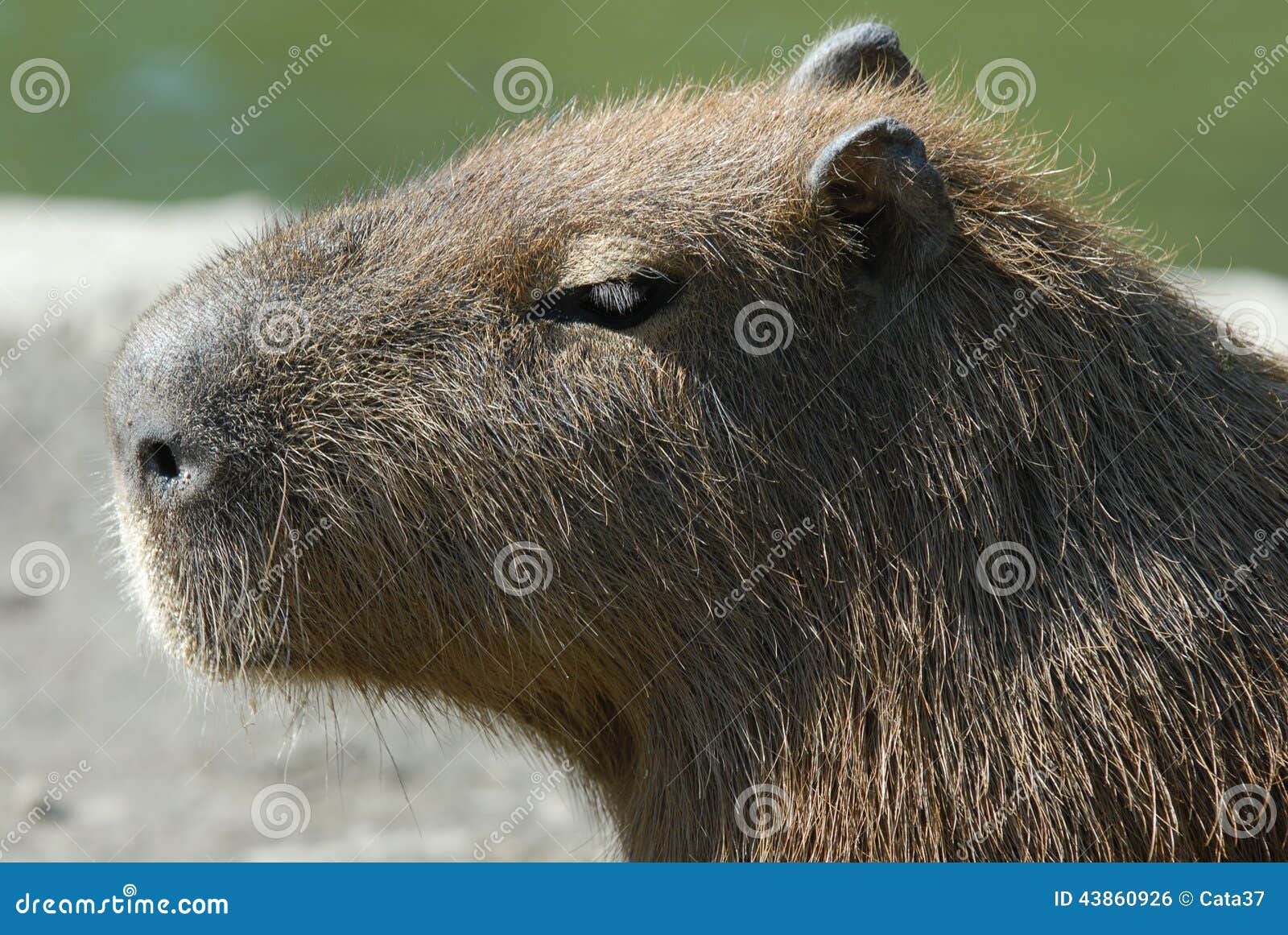 Capibara stock photo. Image of grosso, capybara, hair - 43860926