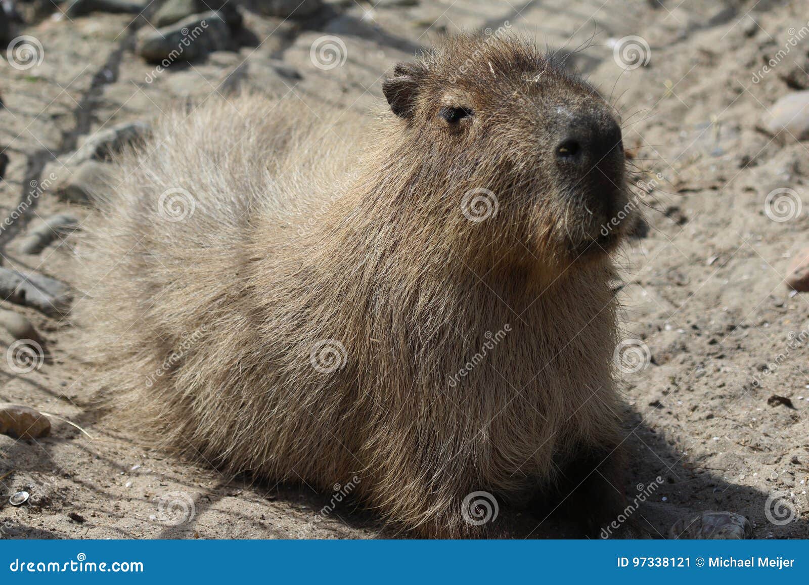 Capibara stock image. Image of hairy, large, icon, brown - 97338121