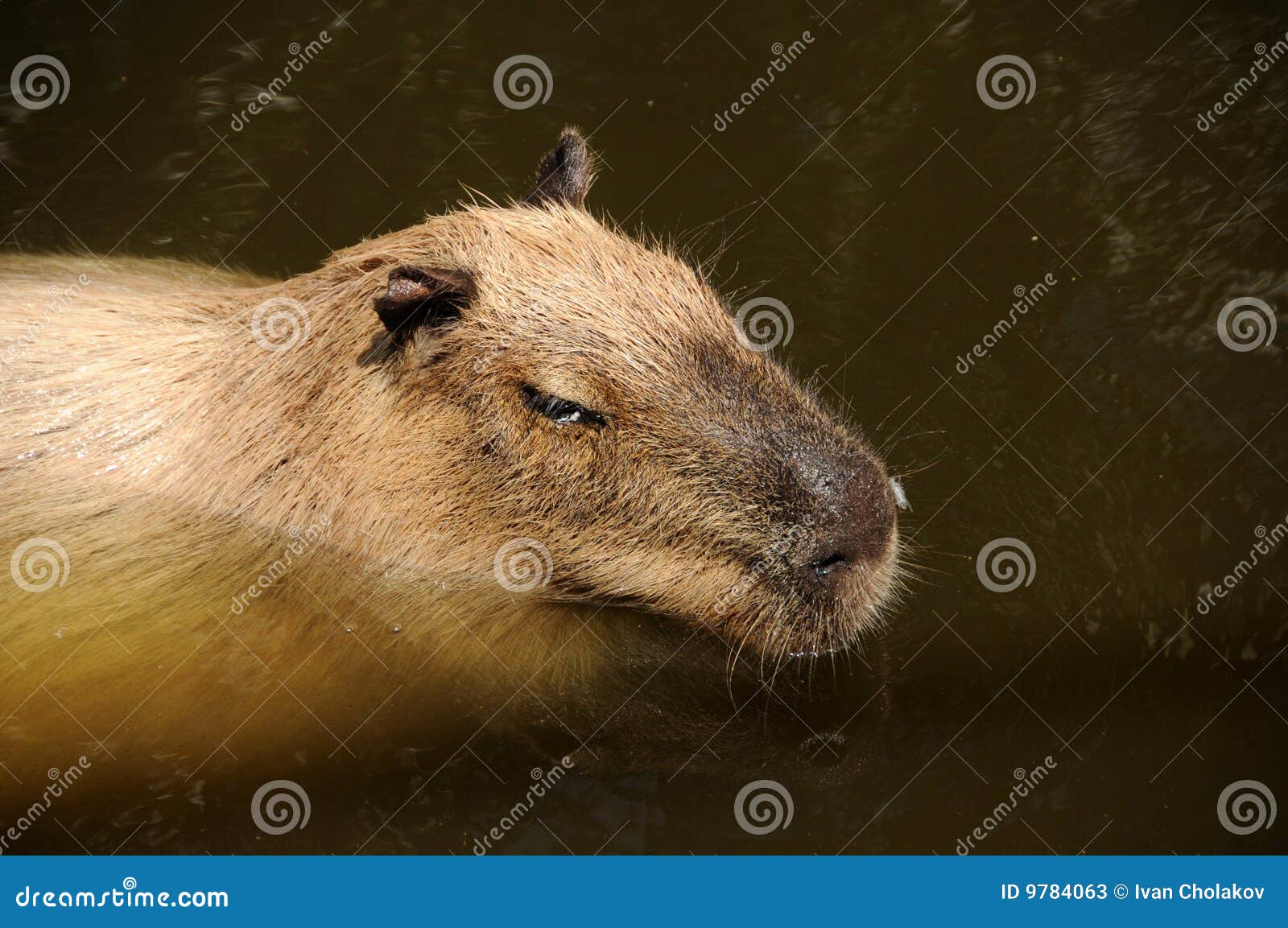 Capibara swimming stock image. Image of hydrochaeris, hydrochoerus ...