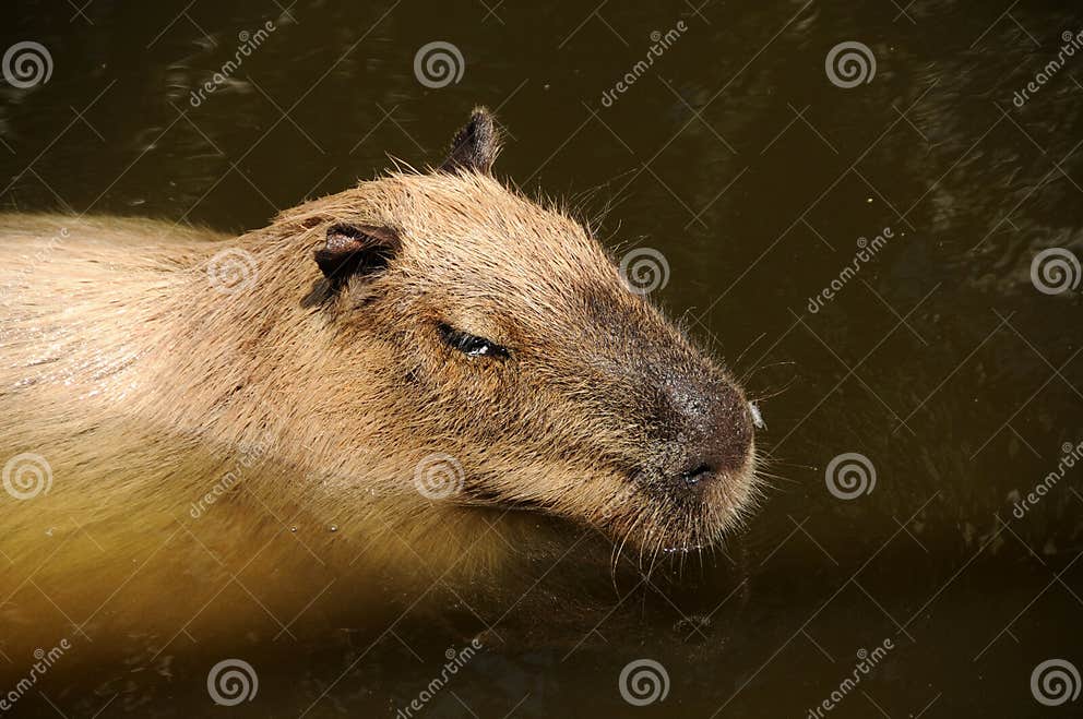 Capibara swimming stock image. Image of hydrochaeris, hydrochoerus ...