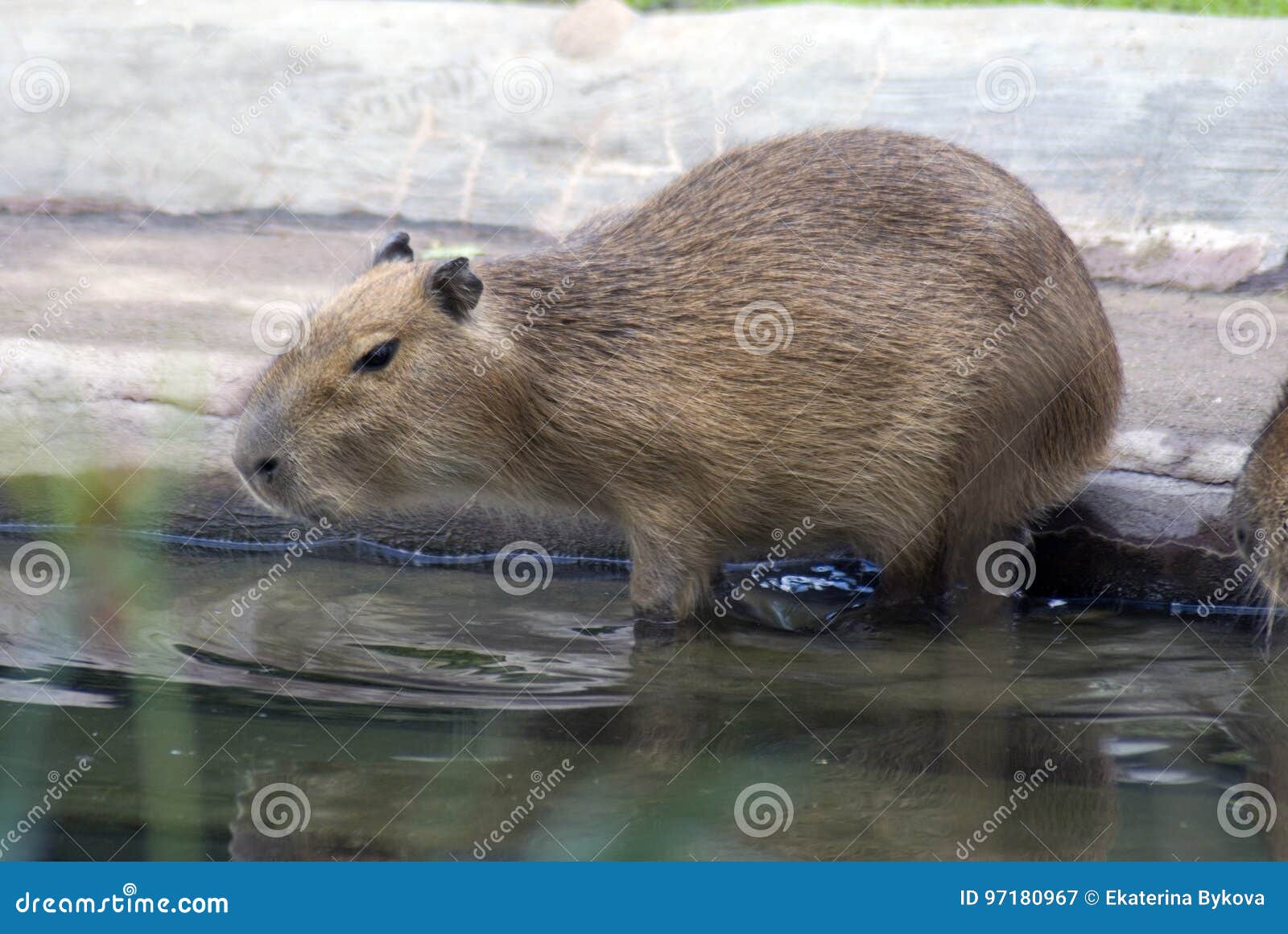 Capibara va a nadar imagen de archivo. Imagen de verde - 97180967