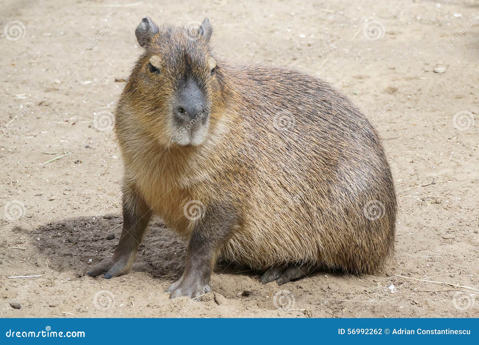 Capibara Stock Photography | CartoonDealer.com #123470912
