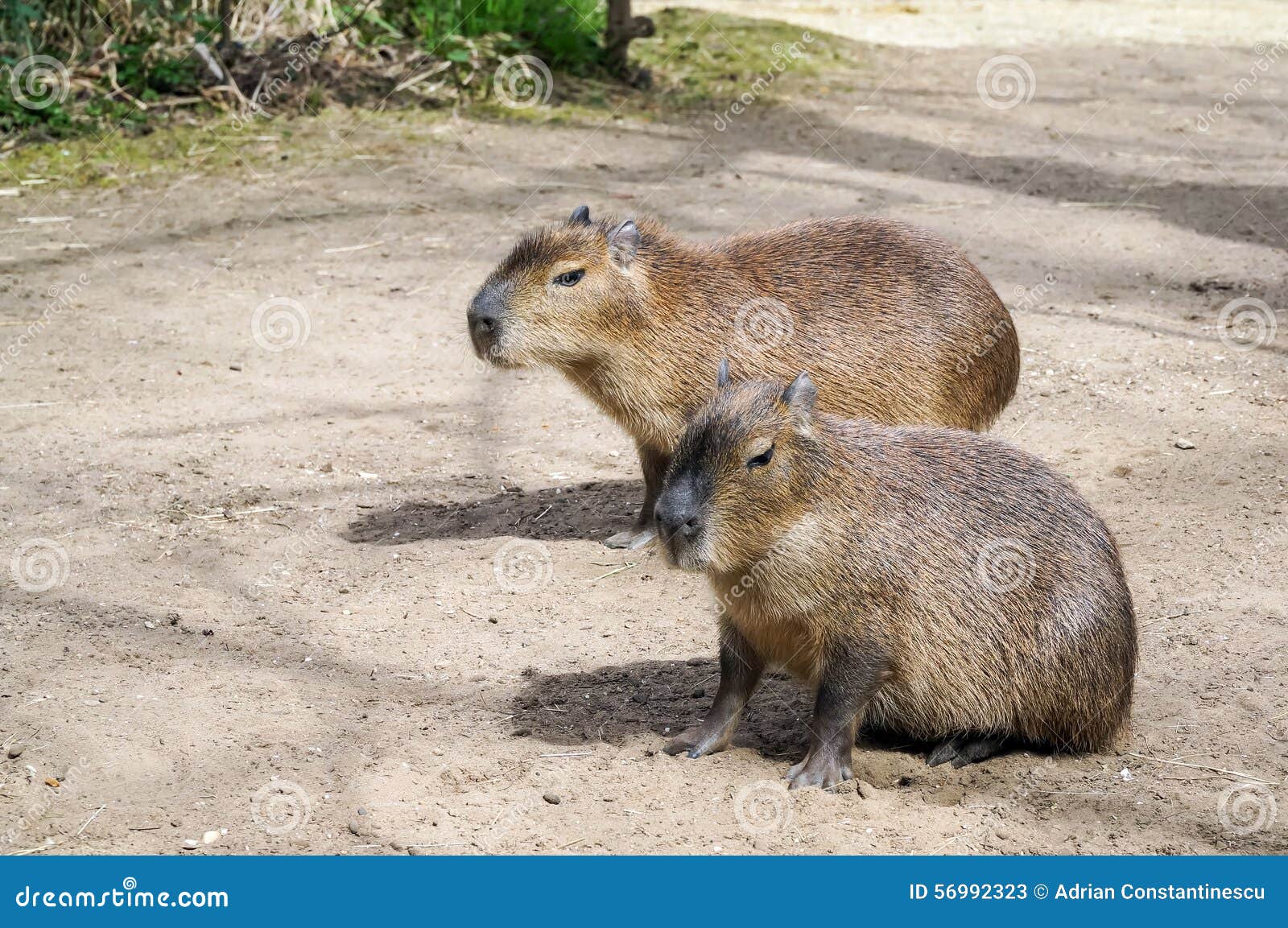 Capibara stock image. Image of herbivorous, green, capybara - 56992323