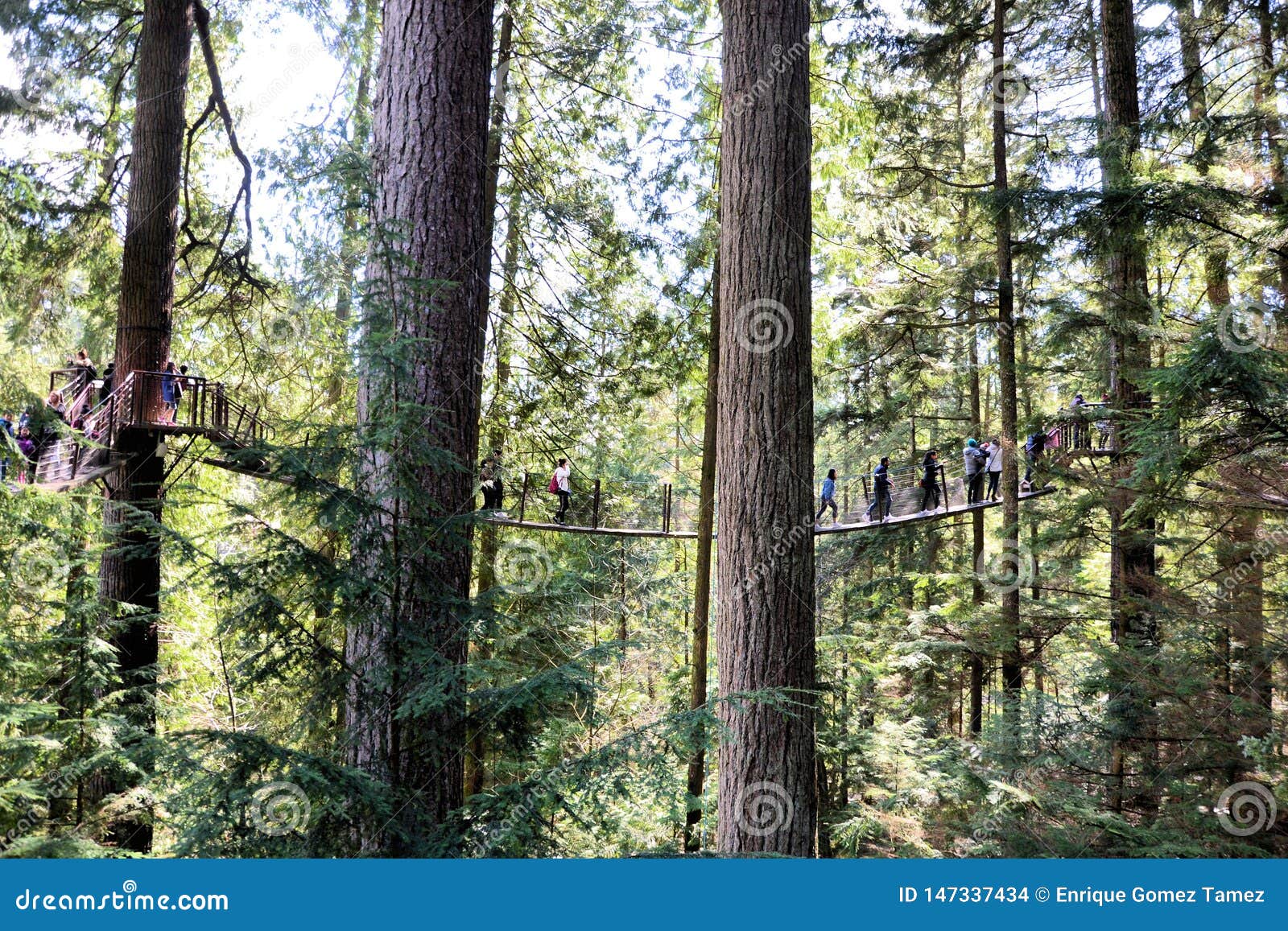 Capilano Bridge Park editorial stock image. Image of cable - 147337434