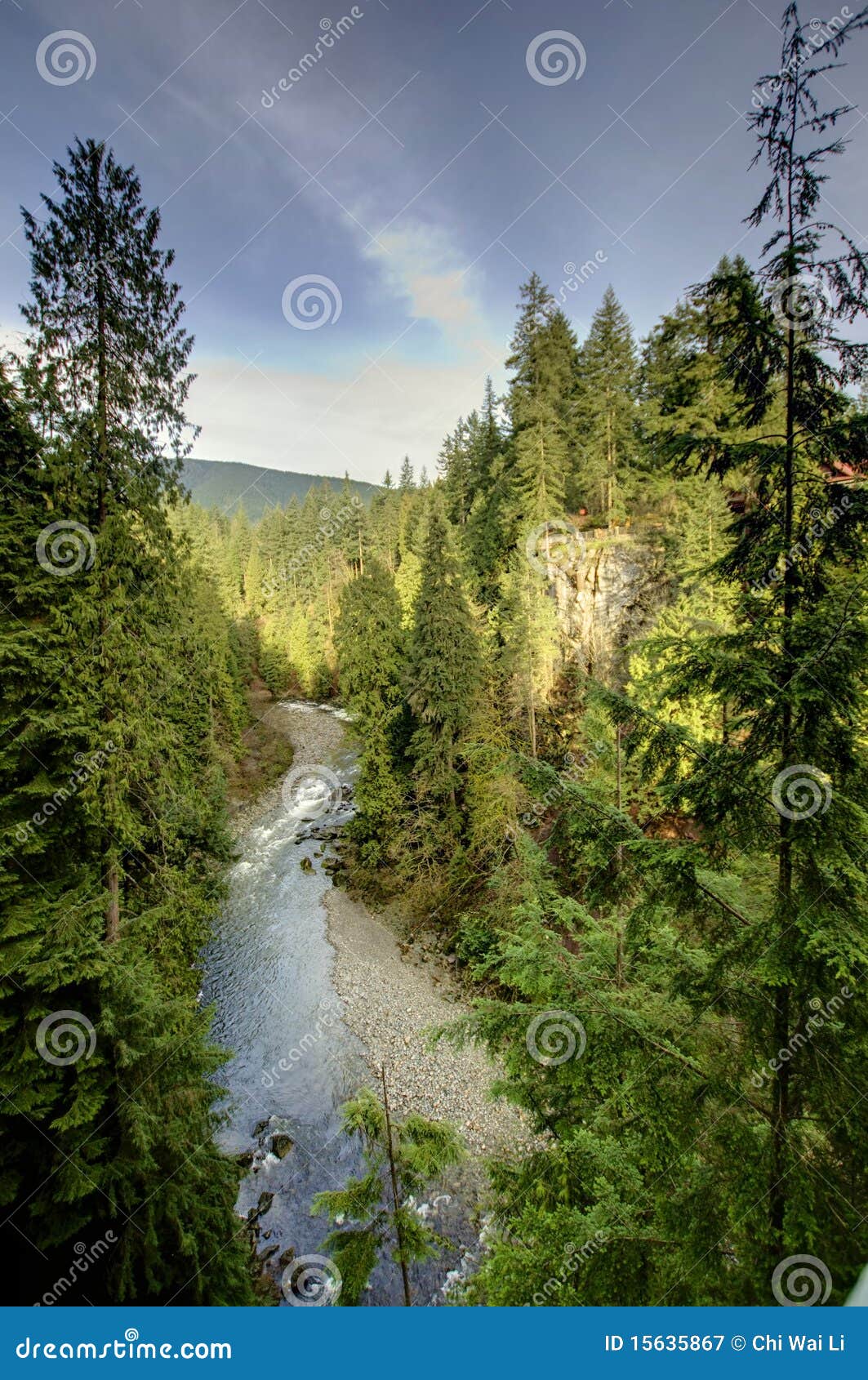 Capilano Forest at Vancouver in Canada Stock Image - Image of vancouver ...