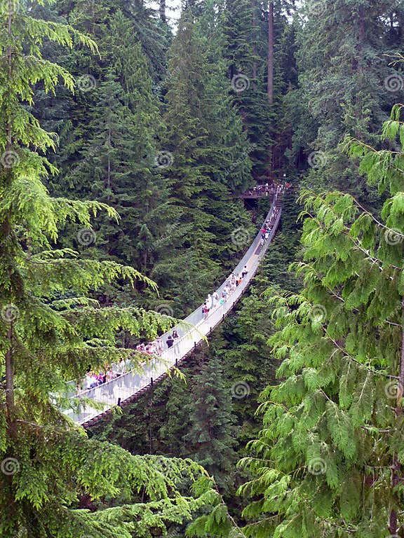 Capilano Suspension Bridge stock image. Image of bridge - 10123113