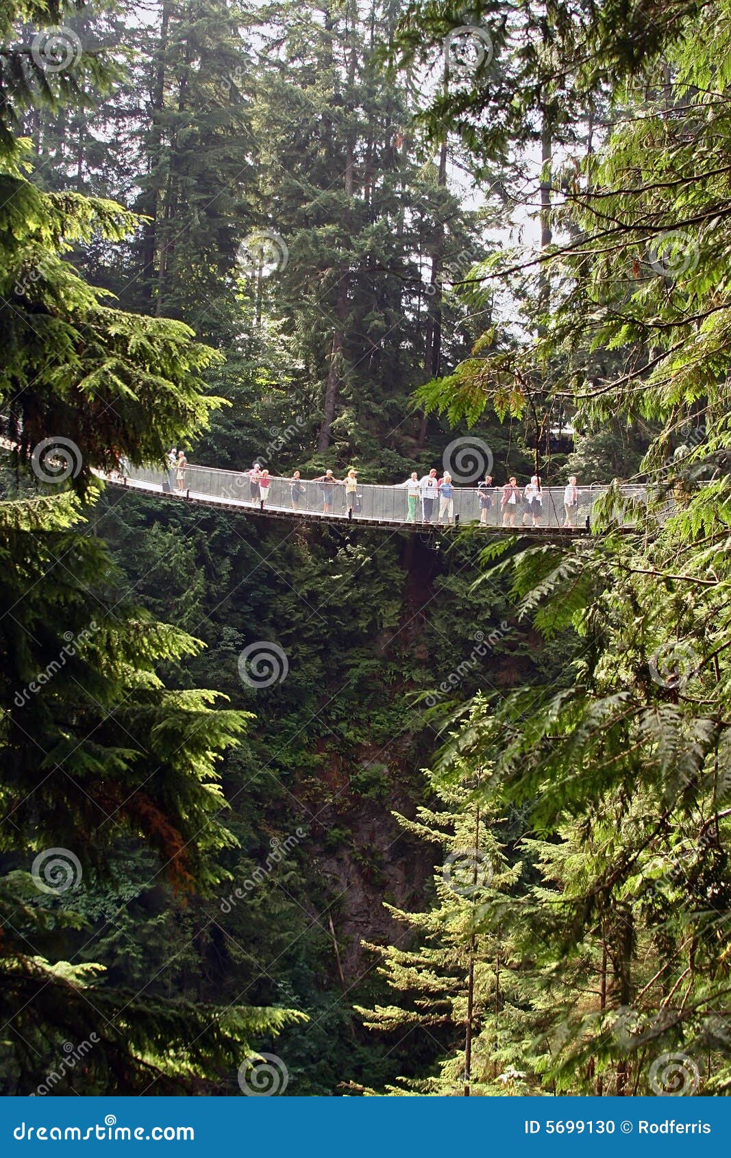Capilano Suspension Bridge Stock Photography | CartoonDealer.com #35915078