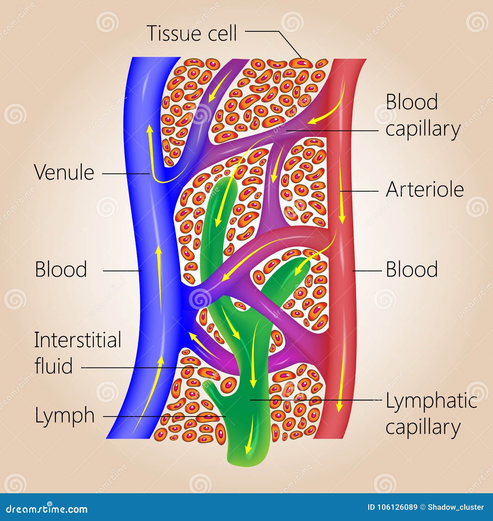 Capilares Linfáticos Y De La Sangre Ilustración del Vector ...