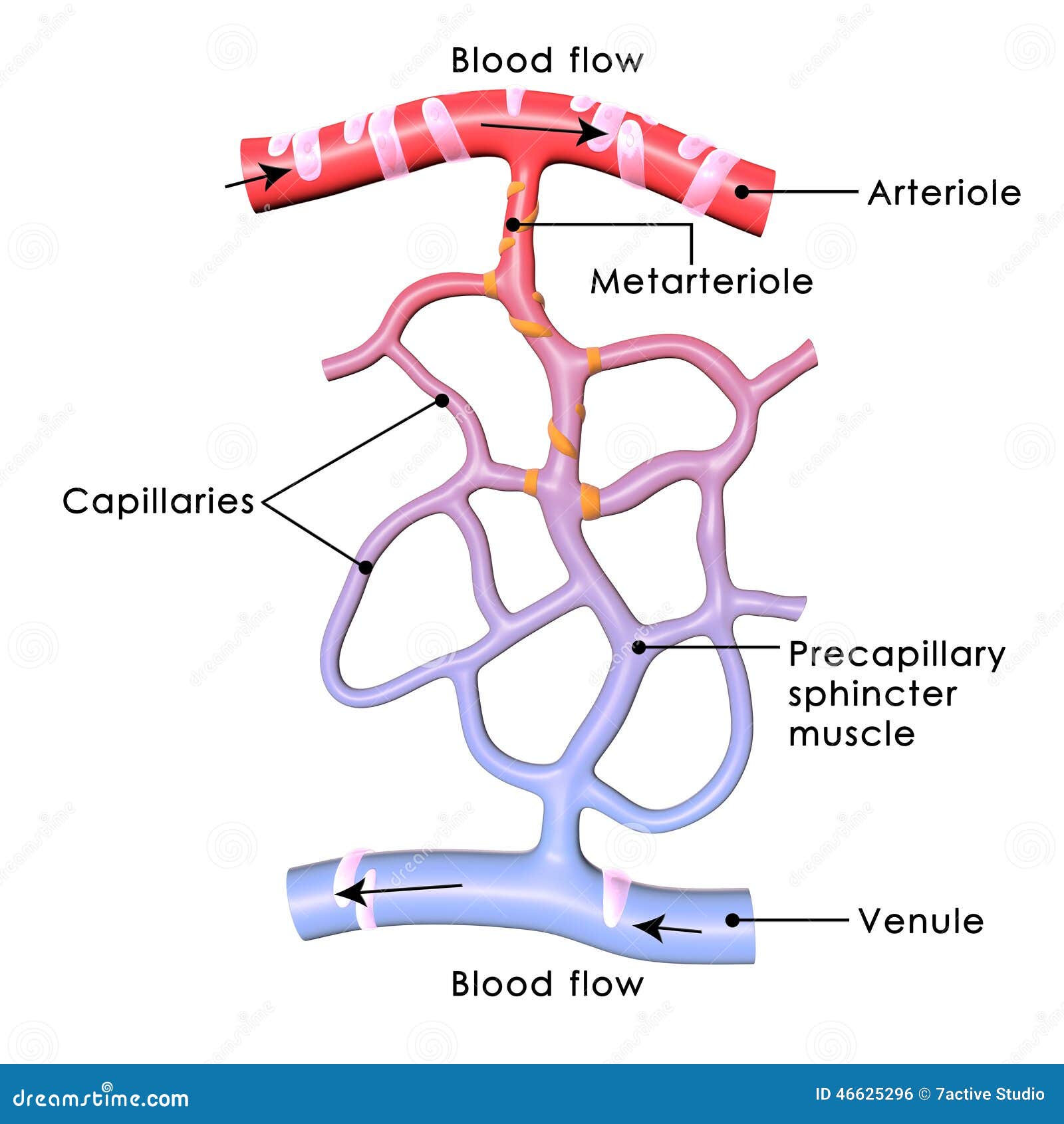 Capillaries stock illustrationer. Illustration av illustration - 46625296