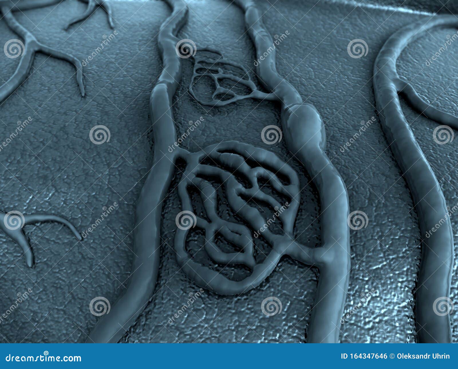 Capillaries on the Cell Surface Stock Illustration - Illustration of ...