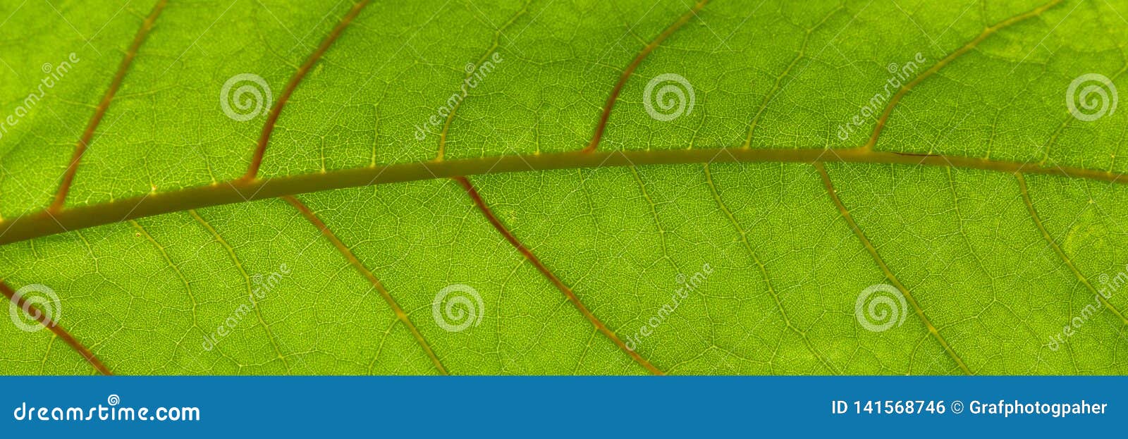 Capillaries and the Green Leaf Surface of a Plant in Sunlight, Close-up ...