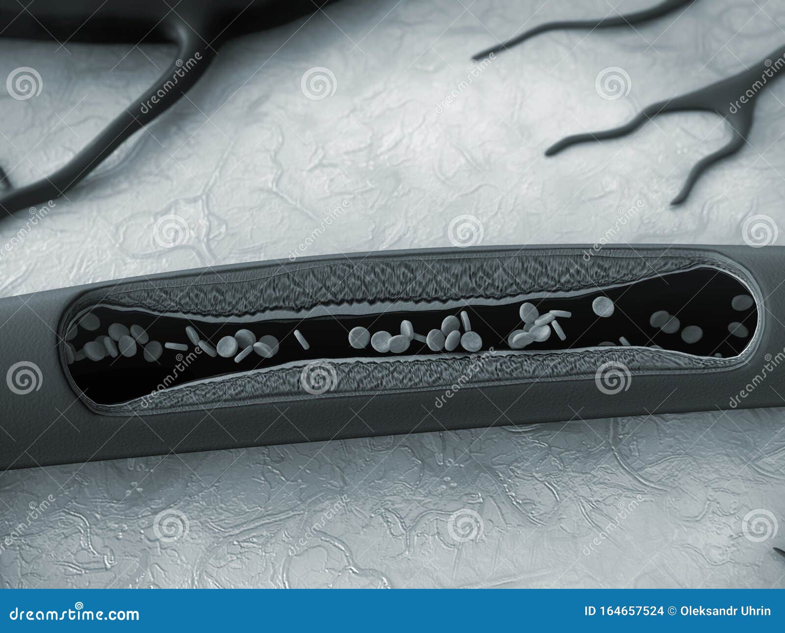 Capillaries On The Cell Surface Stock Photography | CartoonDealer.com ...