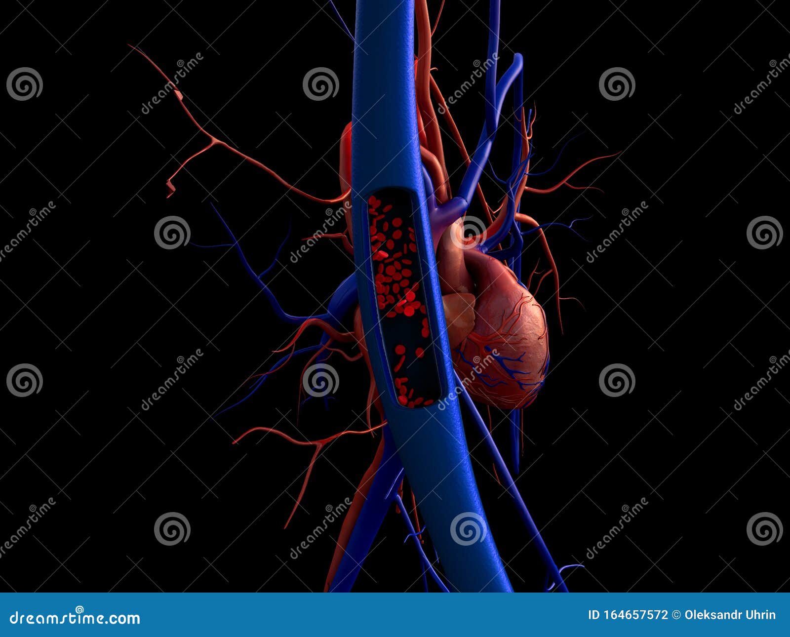Capillaries on the Cell Surface Stock Illustration - Illustration of ...