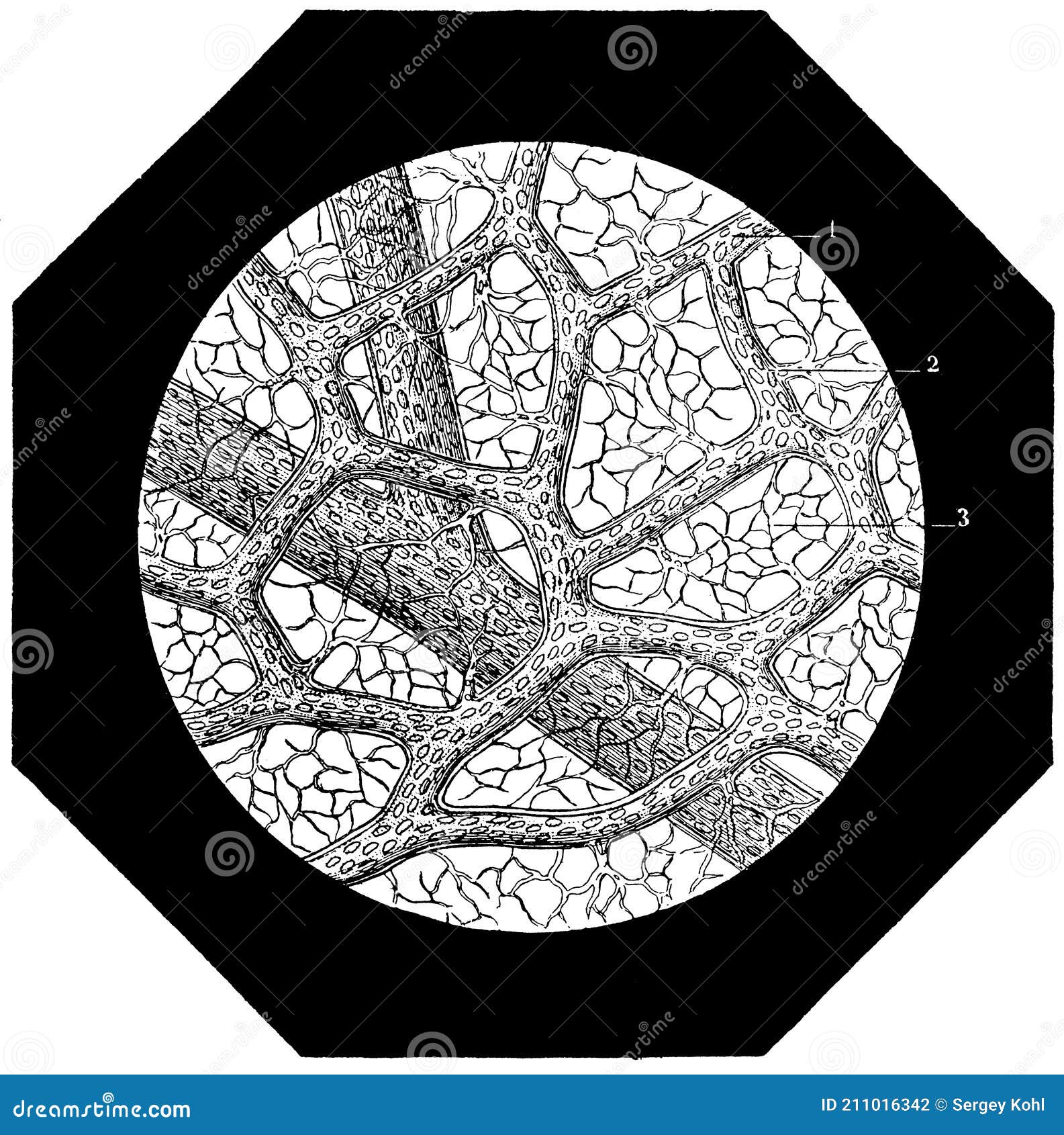 Capillary Network Seen Under the Microscope. Stock Illustration ...