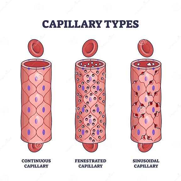 Capillary Types with Continuous, Fenestrated and Sinusoidal Outline ... Capillary Types with Continuous, Fenestrated and Sinusoidal Outline ...