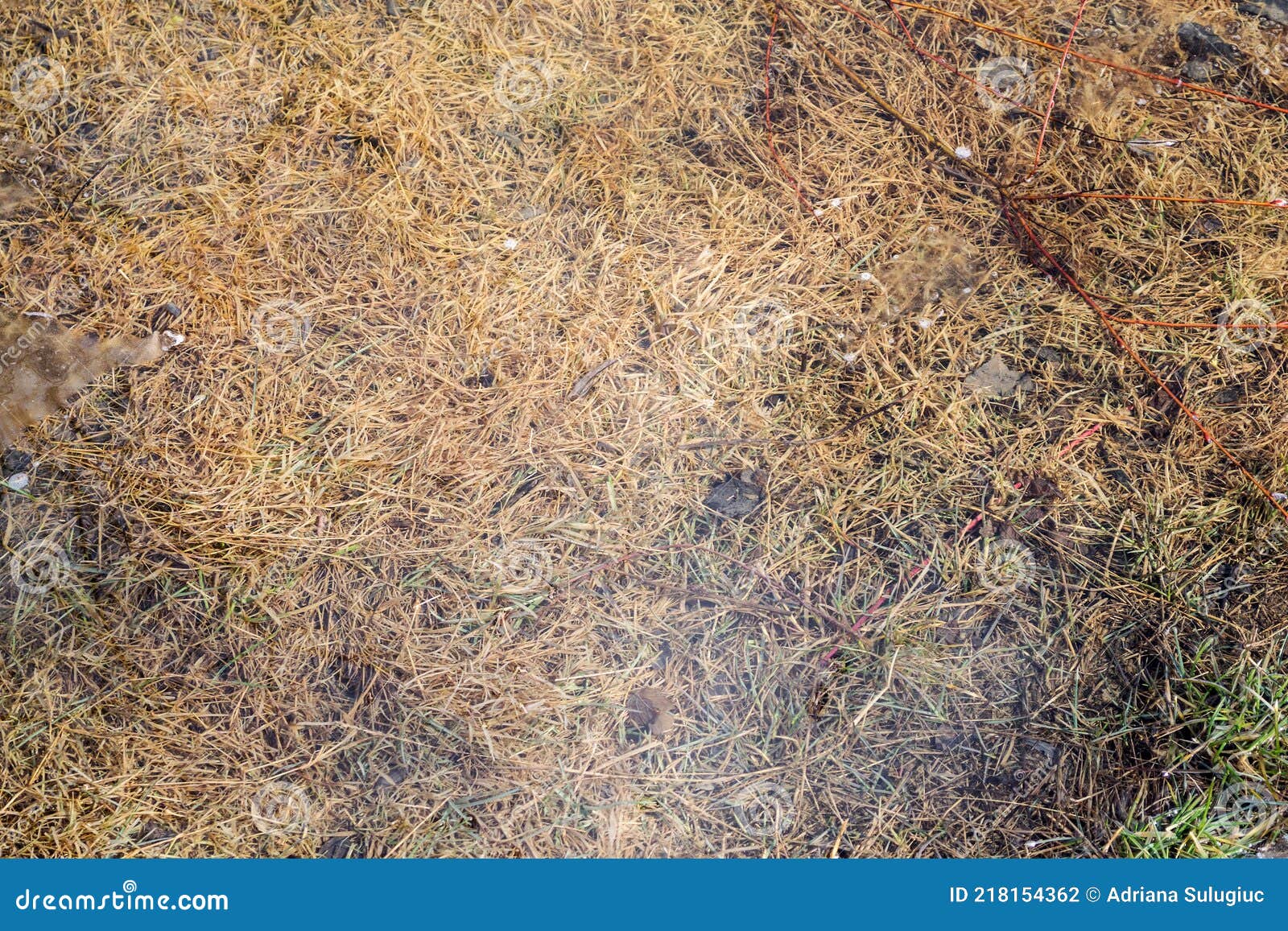 Capim-marrom Submarino. Fundo De Relva Submarino Foto de Stock - Imagem ...