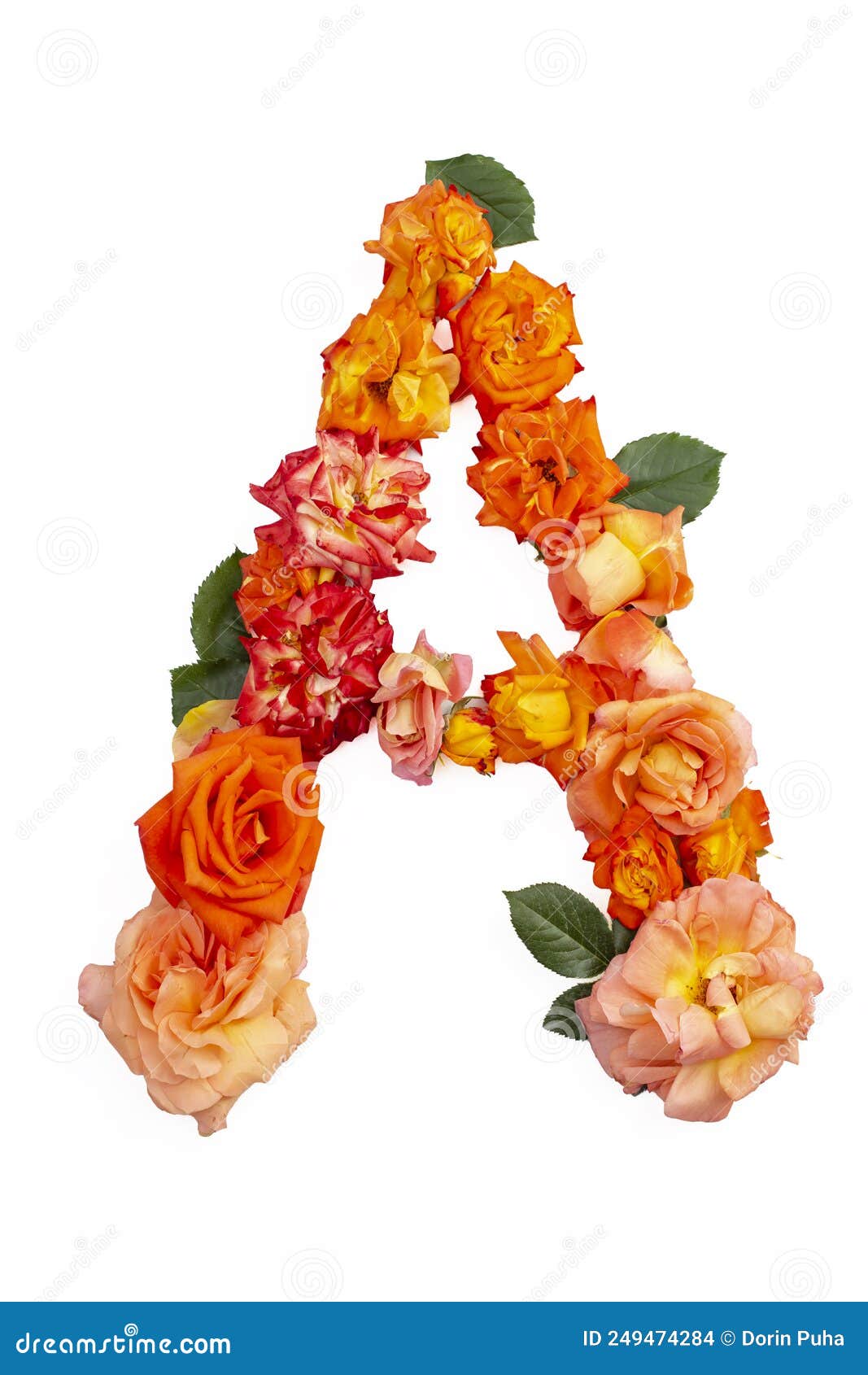 Capital Letter a Made with Roses Stock Photo - Image of blooming, roses ...
