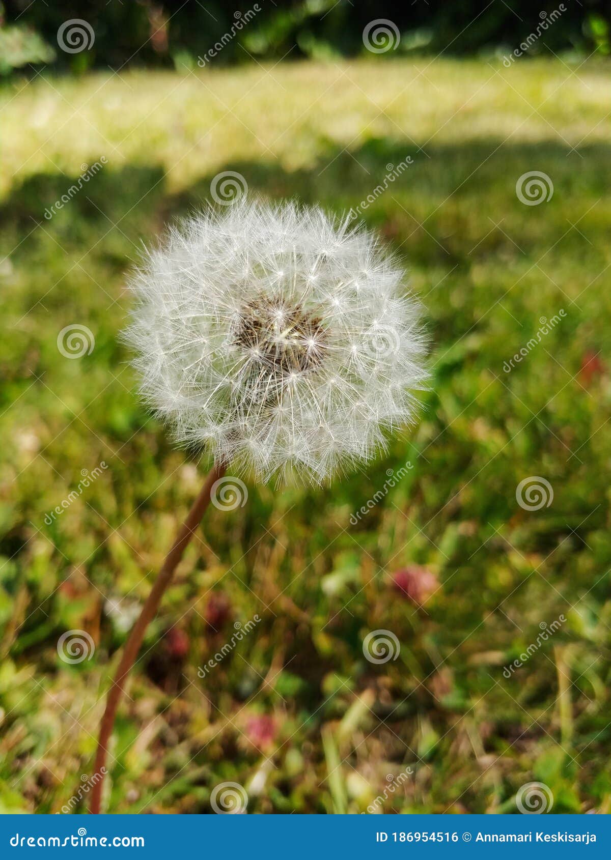 Capitulum dandelion foto de archivo. Imagen de hierba - 186954516