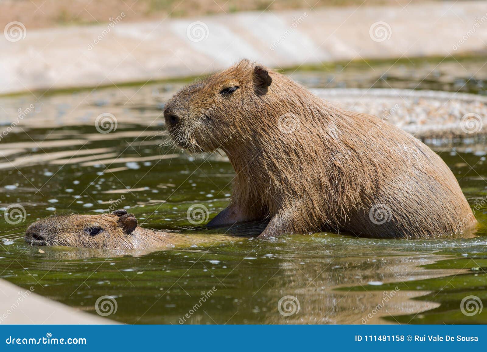 Capivara stock foto. Image of brazilië, fauna, zoölogie - 111481158