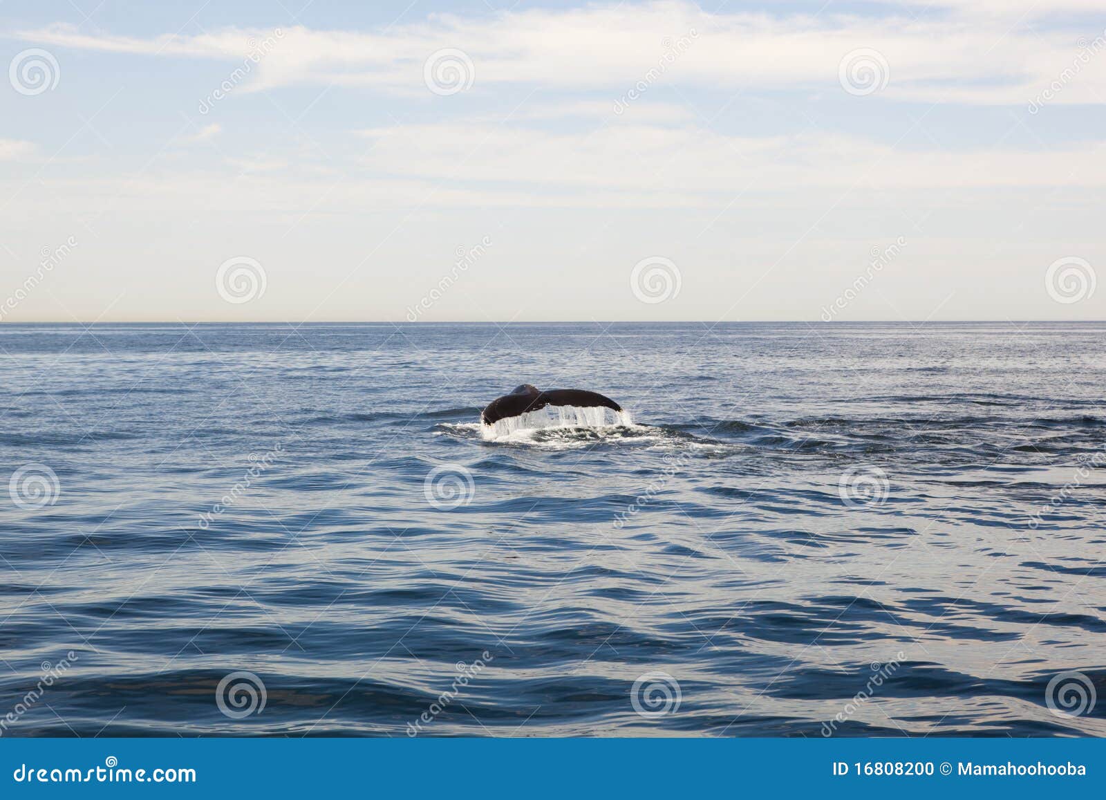 Capo Cod: Immersione Subacquea Della Balena Nel Mare Fotografia Stock ...