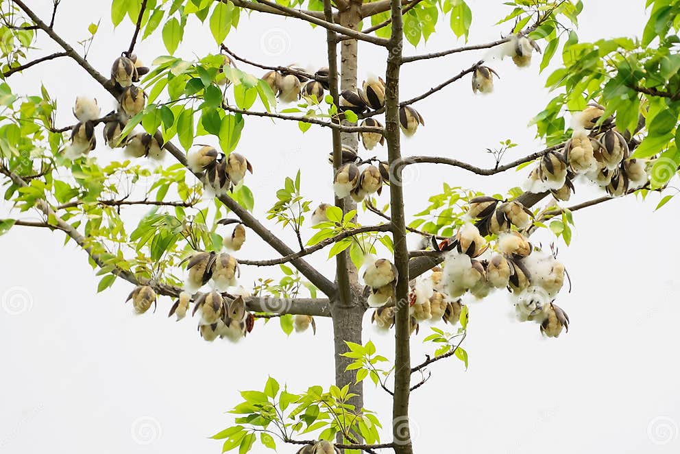 Capoc fotografia stock. Immagine di asia, corteccia, sfondo - 89874184