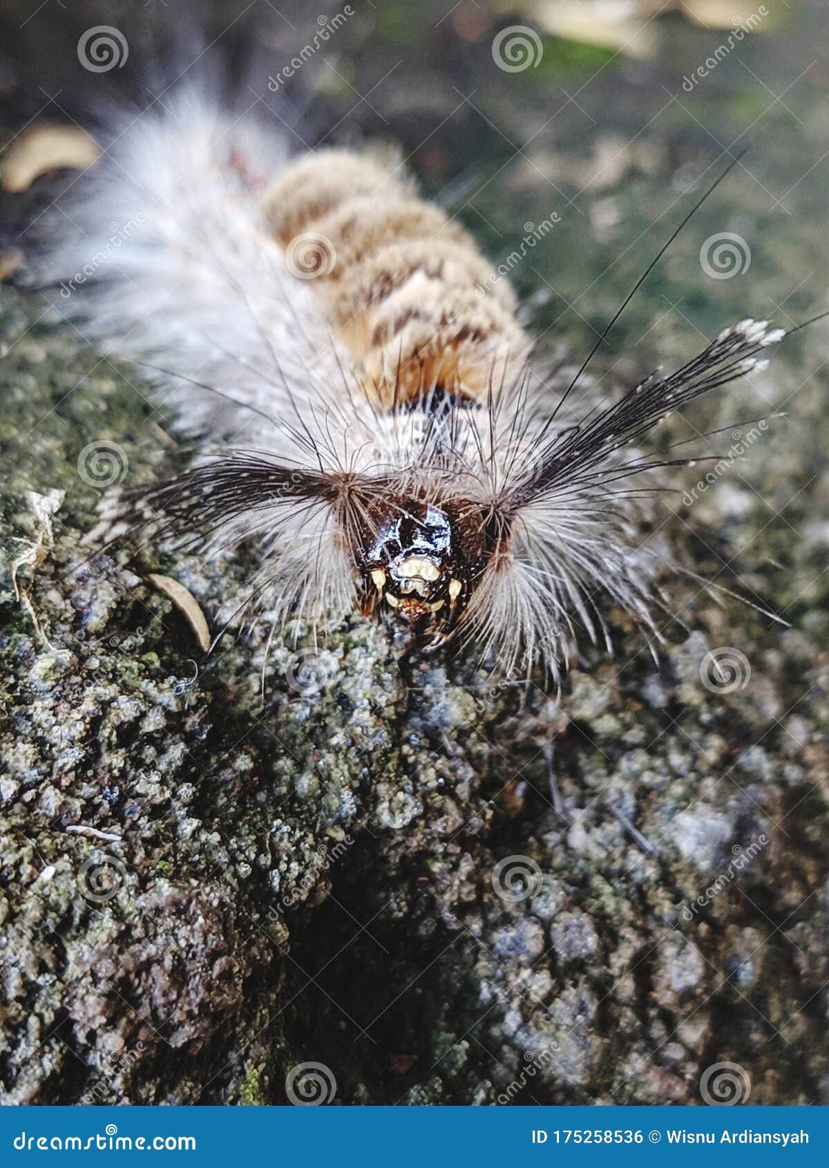 Capocchia Di Bruco Cornuto Dalla Parte Anteriore Fotografia Stock ...