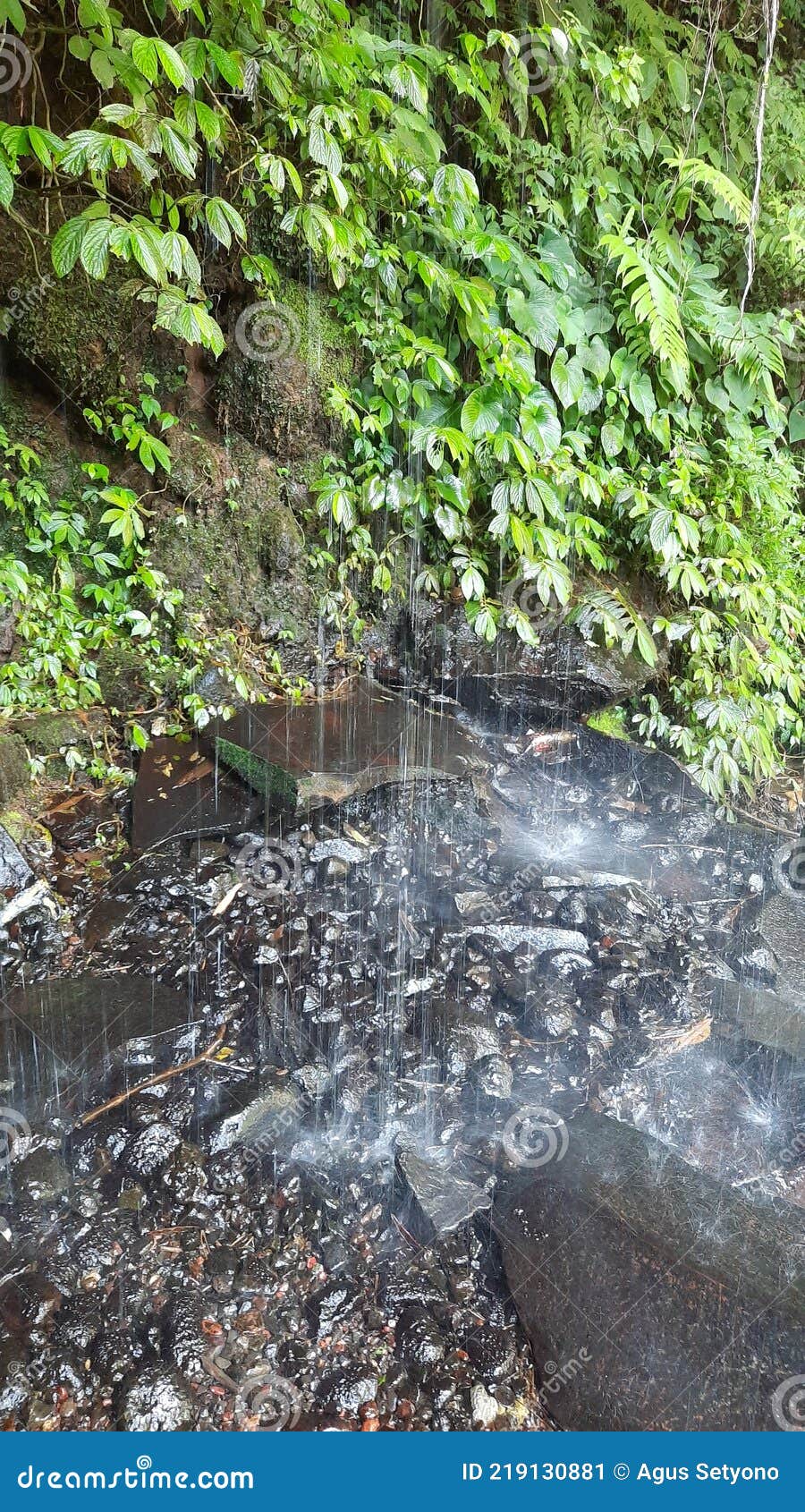 Capolaga Camping GrounD and Curug Stock Image - Image of forest, flower ...
