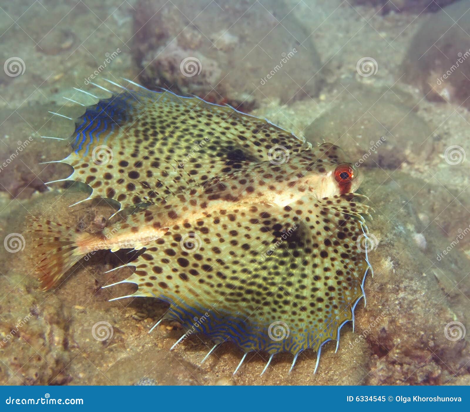 Capone Tropicale Di Commonhelmet Dei Pesci Immagine Stock - Immagine di ...